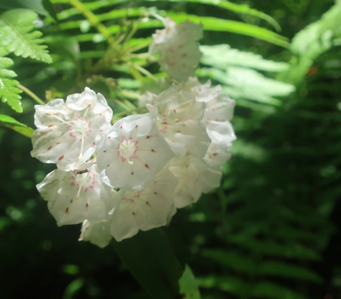 HELLO MASSACHUSETTS | Adventures of Hammer & Corky